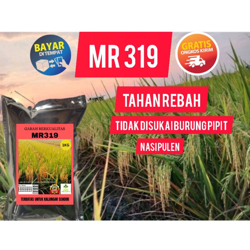 Jual mr 319 tahan asam asaman 1kg | Shopee Indonesia