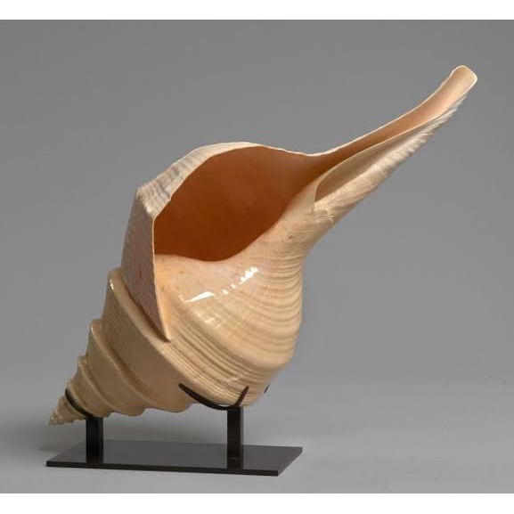 Jual Cangkang Kerang Tahuri Hias Jumbo / Syrinx Aruanus / Asal ...