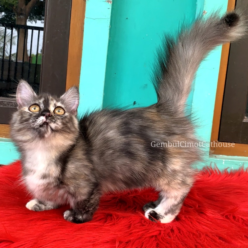 Jual Kucing Munchkin Cebol Kaki Pendek Longhair Kitten Betina | Shopee ...