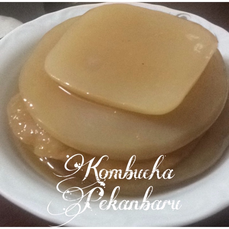 Jual BEST SELLER Kualitas Premium Scoby / Jamur Scoby / Jamur Kombucha ...