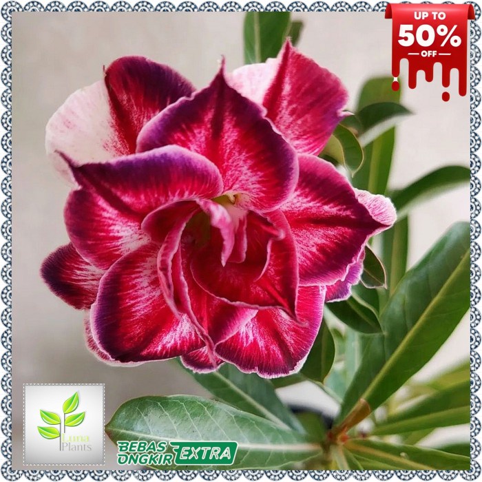 Jual bunga adenium wonderland - tanaman bunga adenium kamboja | Shopee ...