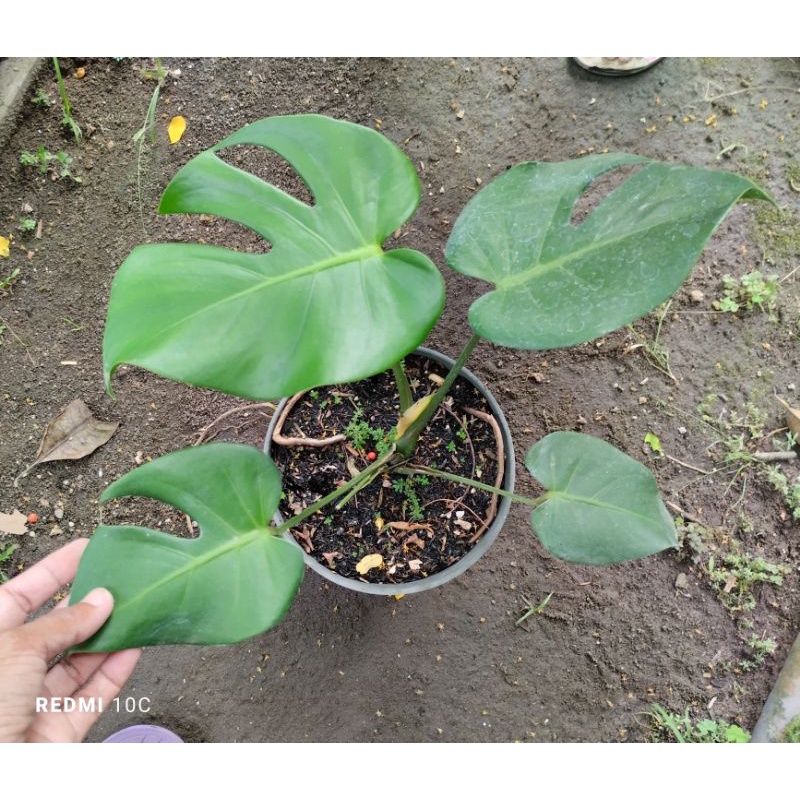 Jual MONSTERA KING & MONSTERA BRAZILLIAN | Shopee Indonesia
