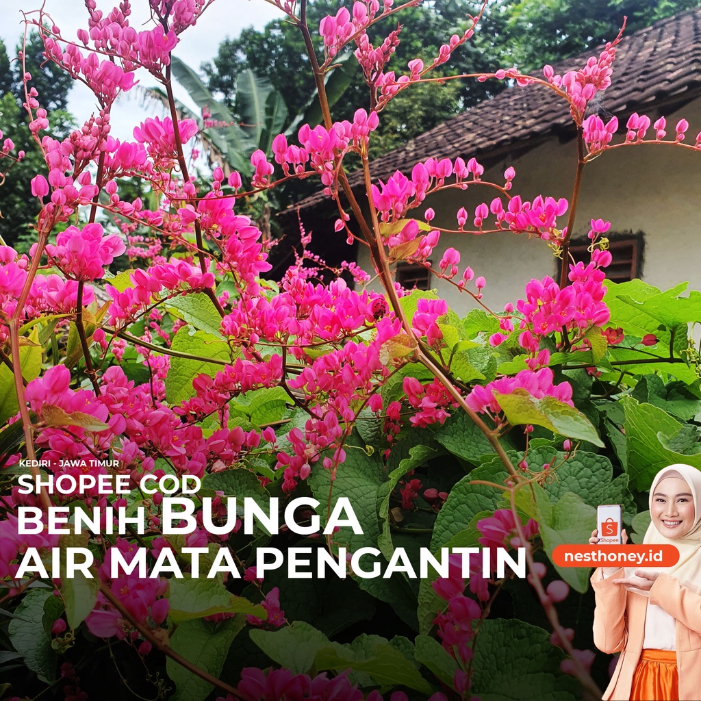 Jual Benih Bunga Air Mata Pengantin / Bunga AMP / Antigonon Leptopus ...