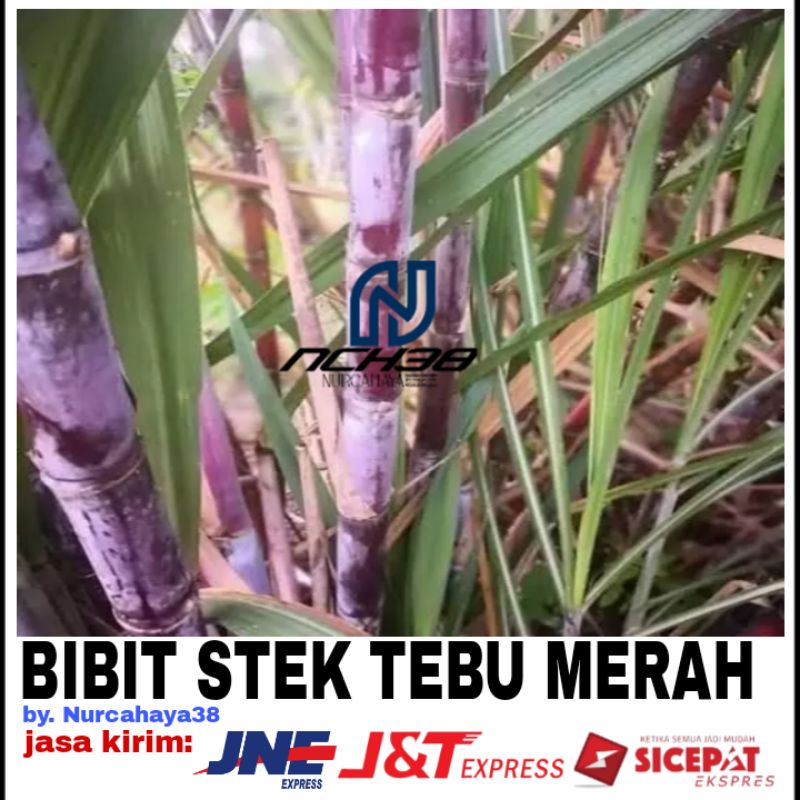 Jual Tebu merah | Bibit Stek Tebu Merah Asli 25-30cm | Tebu asli | tebu ...