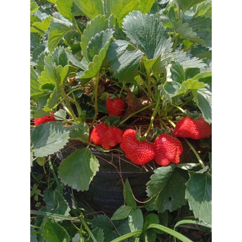 Jual Tanaman Bibit Buah STRAWBERRY SUDAH BERBUAH ( Merlan, Mencer ...