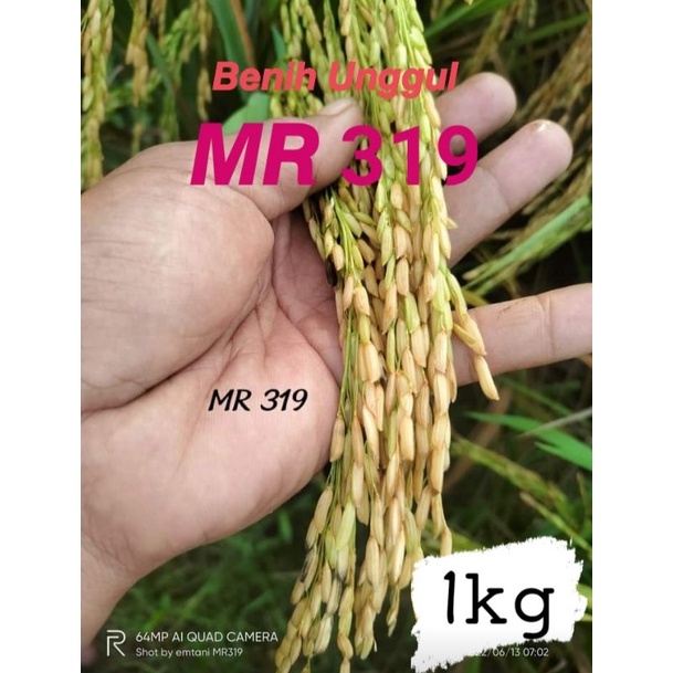 Jual Benih Padi Unggul MR 319 tahan blast & jamur 1kg | Shopee Indonesia