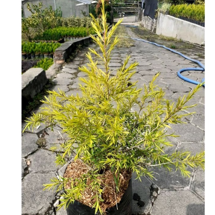 Jual Tanaman Pohon Cemara Moleka / Golden tea tree / (Maleleuca ...