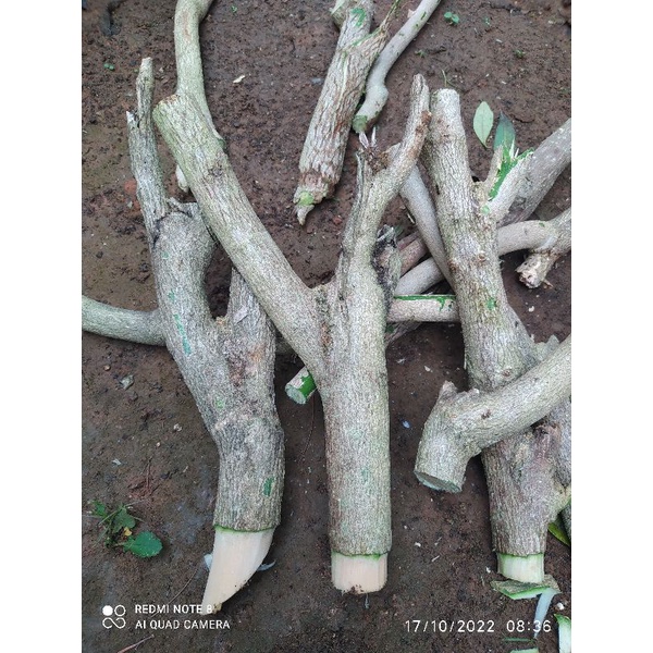 Jual bibit pohon gamal bisa di jadikan bahan bonsai per 1KG | Shopee ...