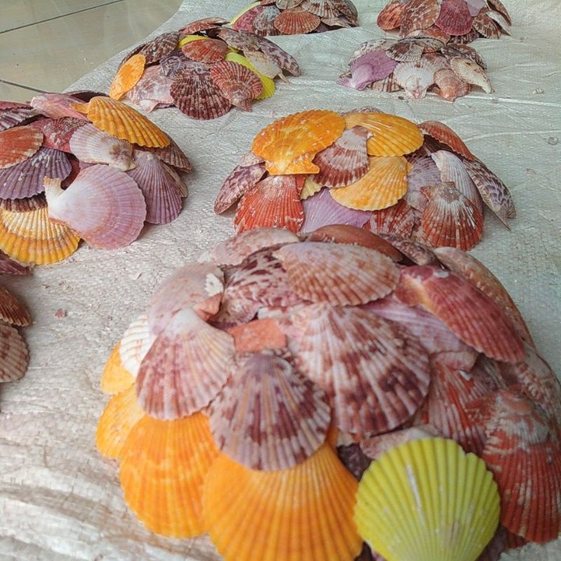 Jual KERANG KIPAS INDIA / PECTEN SESUAI GAMBAR 100gr | Shopee Indonesia