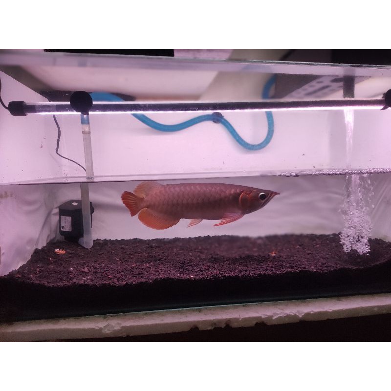 Jual Arwan Super Red Ukuran 35 cm | Shopee Indonesia