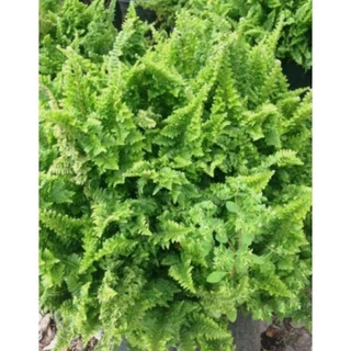 Jual Tanaman Pakis Boston Terlengkap & Harga Terbaru Juni 2024 | Shopee ...