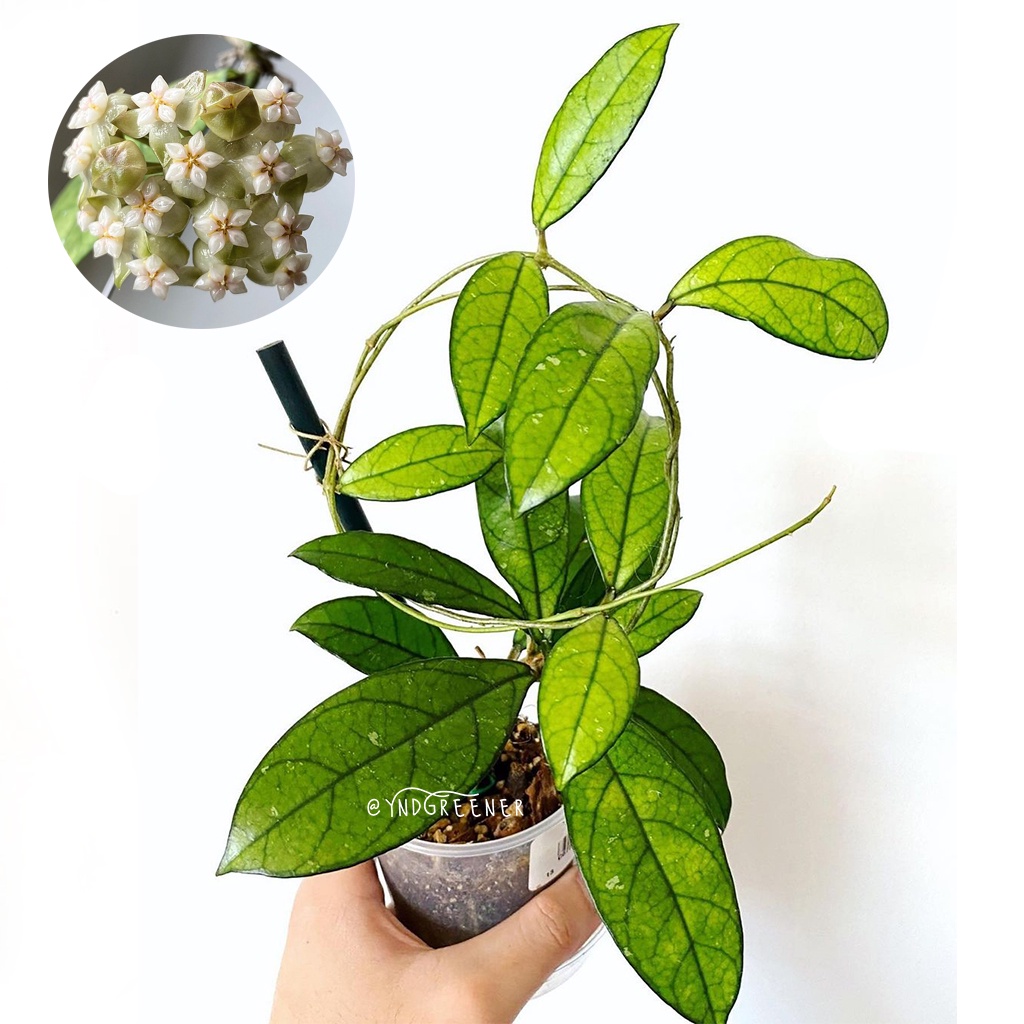 Jual TANAMAN HIAS [HOYA CRASSIPETIOLATA] TANAMAN RAMBAT BERBUNGA HARUM ...