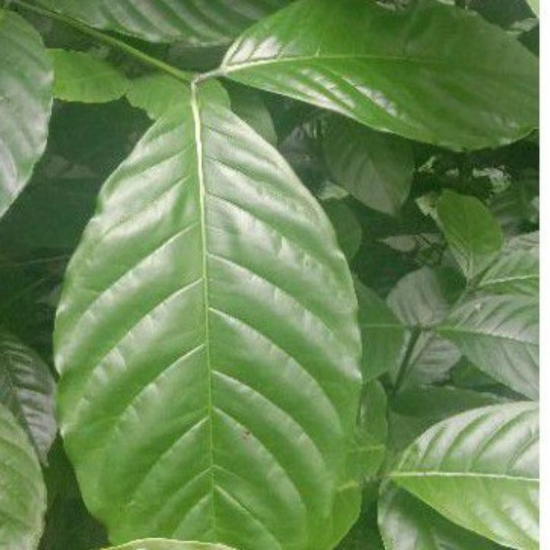 Jual Daun kopi segar 1 kg | Shopee Indonesia