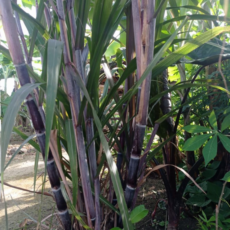 Jual Stek tebu ireng/tebu hitam Rp4000, | Shopee Indonesia