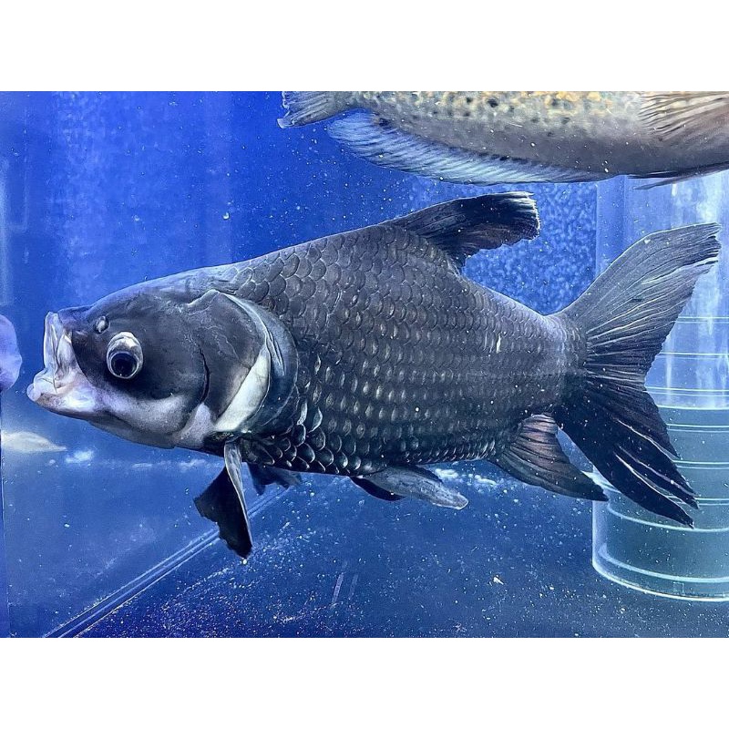 Jual giant barb import | Shopee Indonesia