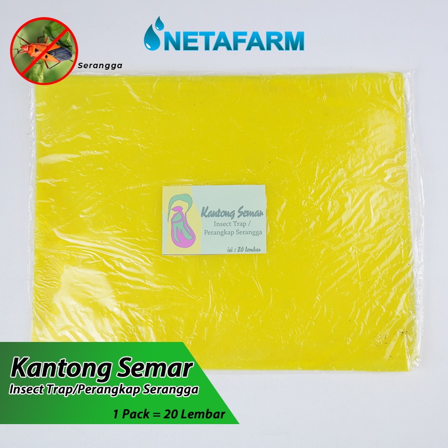 Jual Insect Trap Perangkap Serangga Hama Cap Kantong Semar - 1 Pack ...
