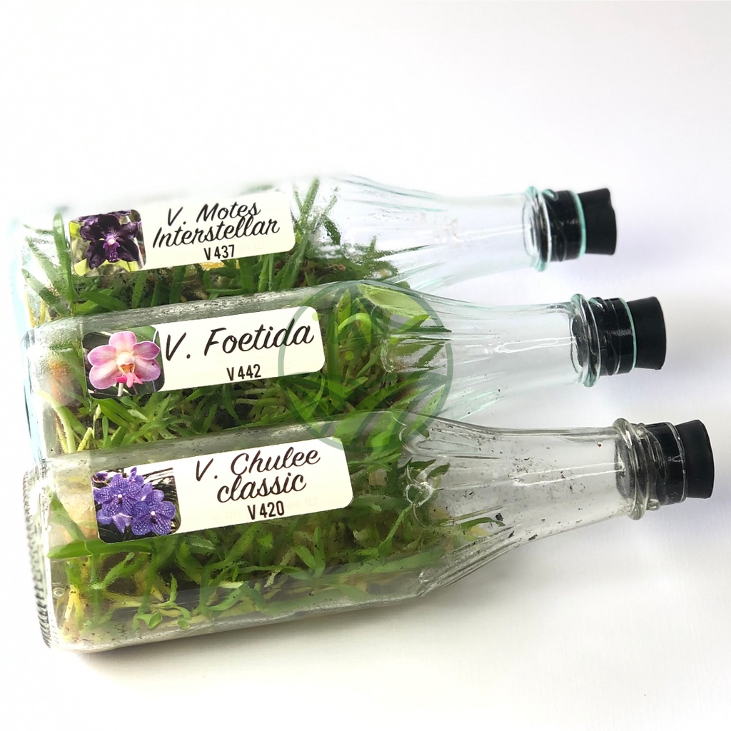Jual Benih Bibit Anggrek Vanda Botolan Umur 15 Bulan Isi 28-30 Plant ...