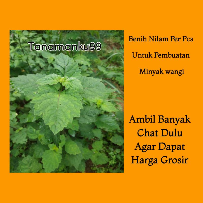 Jual Bibit Nilam Per Pcs | Minyak wangi | | Shopee Indonesia