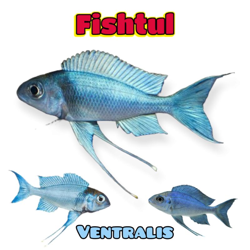 Jual Cichlid Ventralis Tanganyika | Shopee Indonesia