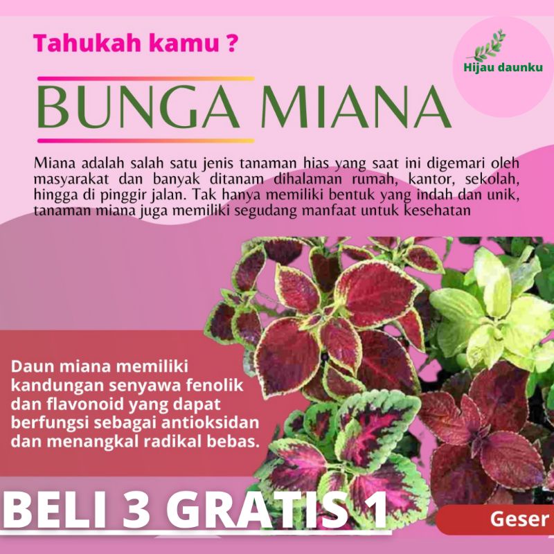 Jual Tanaman hias Miana Cantik Rumah Stek tanpa akar dan yg berakar ada semua Bunga Miyana ...