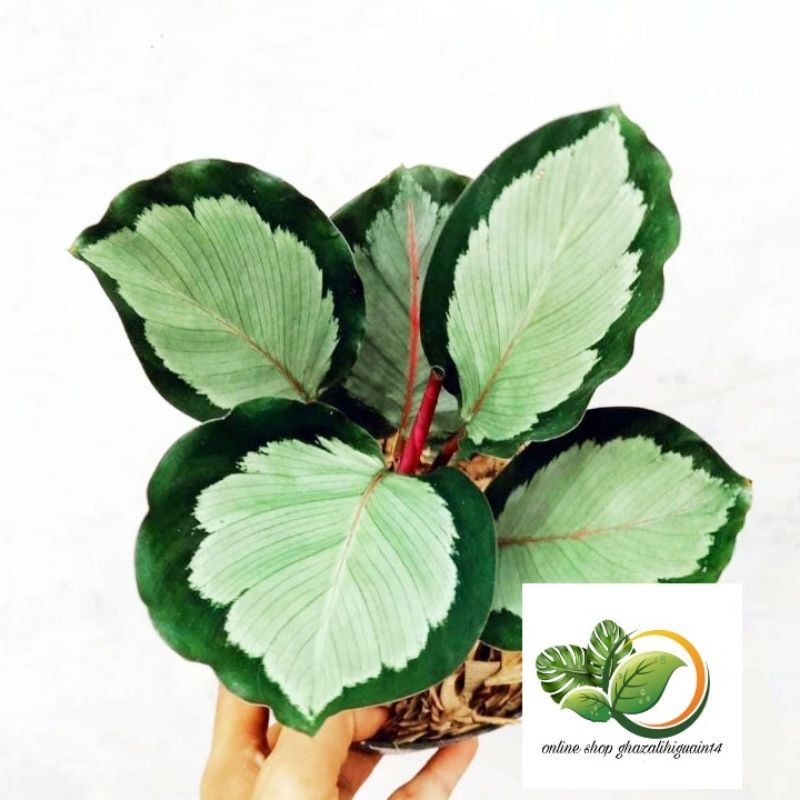 Jual Tanaman Hias Calathea Beauty Star - Crimson - Calathea Corona ...