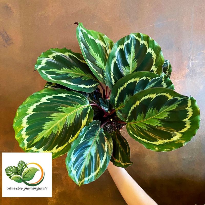 Jual Tanaman Hias Calathea Beauty Star - Crimson - Calathea Corona ... Jual Tanaman Hias Calathea Beauty Star - Crimson - Calathea Corona ...