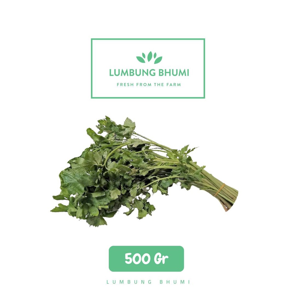 Jual LE Lumbung Bhumi - Daun Seledri 500 Gr ( Sayur Curah ) | Shopee ...