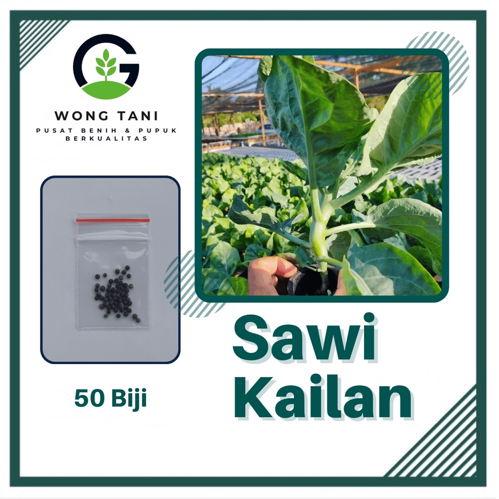 Jual 50 Benih Sawi Kailan Full White 921 Known You Seed Bibit Tanaman ...