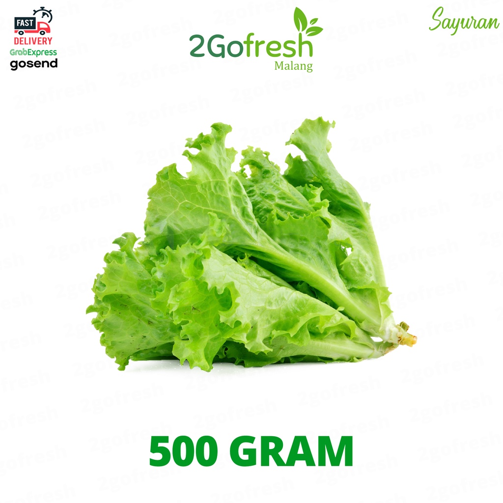Jual Daun Slada/ Selada/ Lettuce Fresh - Sayur Sayuran | Shopee Indonesia