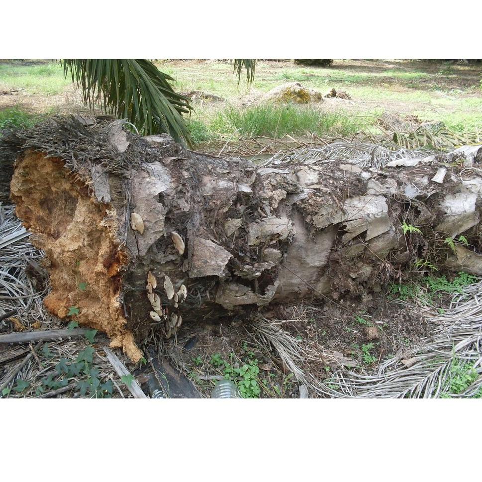 Jual [KODE PRODUK A7B9U4748] Pupuk Fungisida Hayati Anti Jamur ...