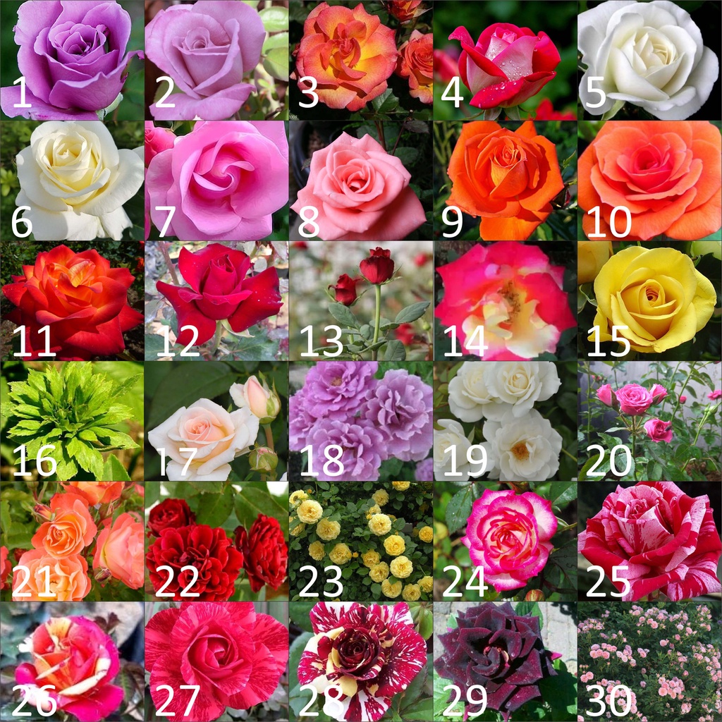 Jual PAKET MAWAR 10 WARNA | Shopee Indonesia