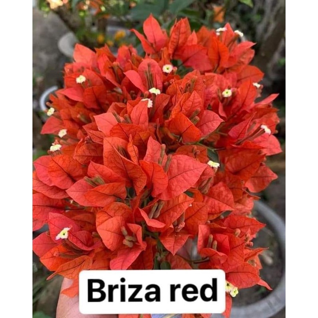 Jual Bougenville briza red / red briza | Shopee Indonesia