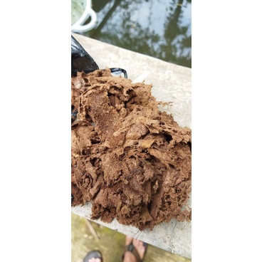 Jual kawul atau bulu halus dari pohon aren 100 gram | Shopee Indonesia