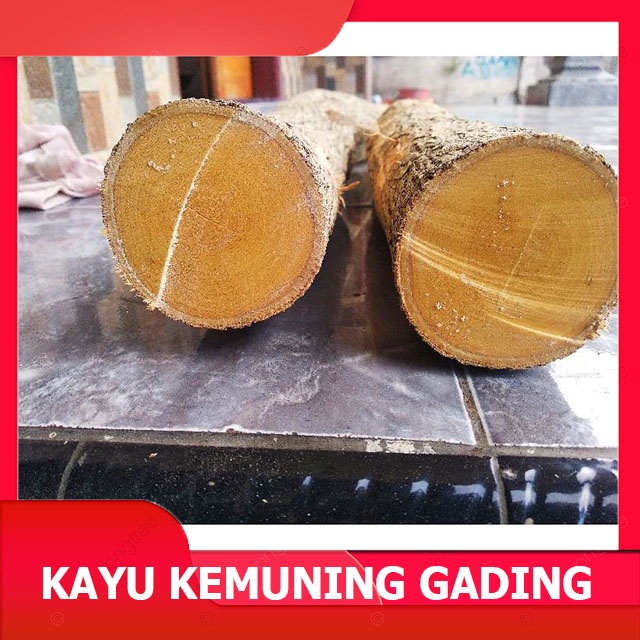 Jual Bahan Kayu kemuning gading Panjang 50cm Padat Berkualitas | Shopee ...