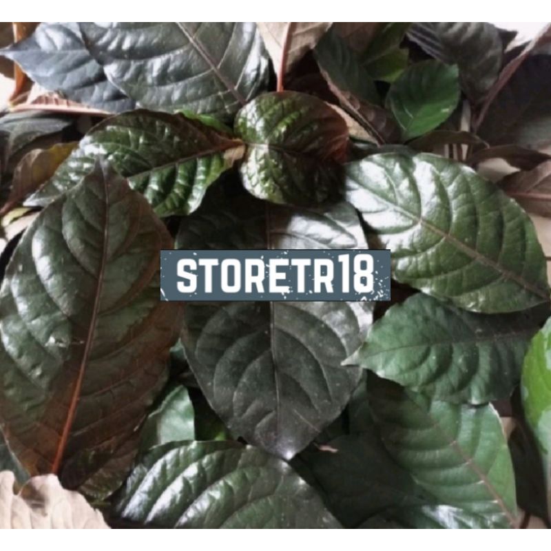 Jual Daun ungu atau daun handeuleum segar paket 100 gram obat wasir ...