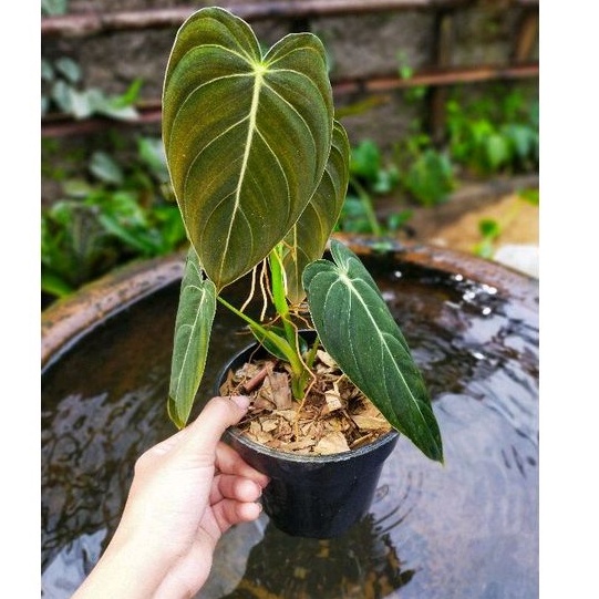 Jual tanaman hias Melano murah | Shopee Indonesia