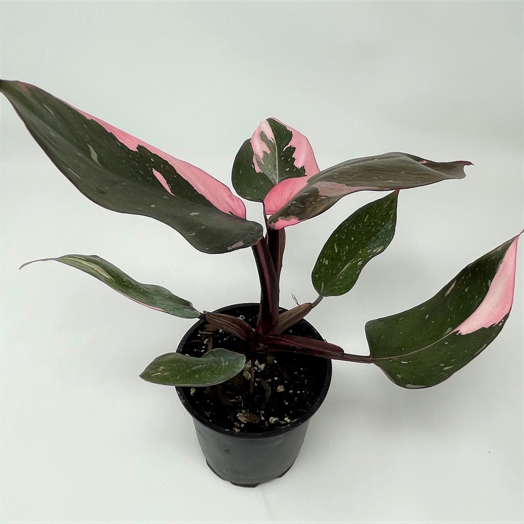 Jual Philodendron Pink Princess Original / Philo Pink Princes | Shopee ...