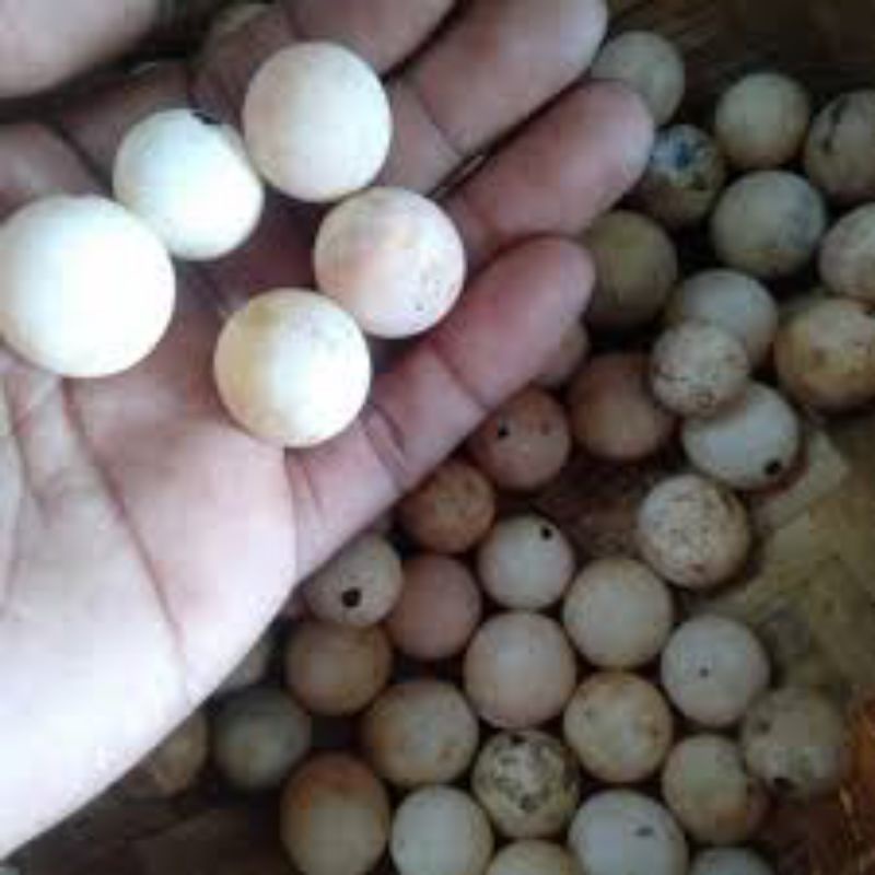 Jual telur bulus siap netas | Shopee Indonesia