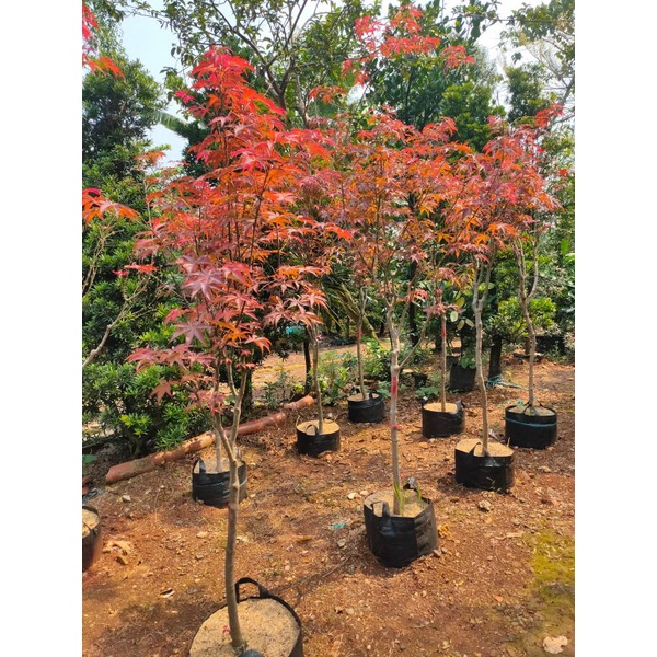 Jual Pohon Maple America Daun Merah Tinggi 150-170cm | Shopee Indonesia
