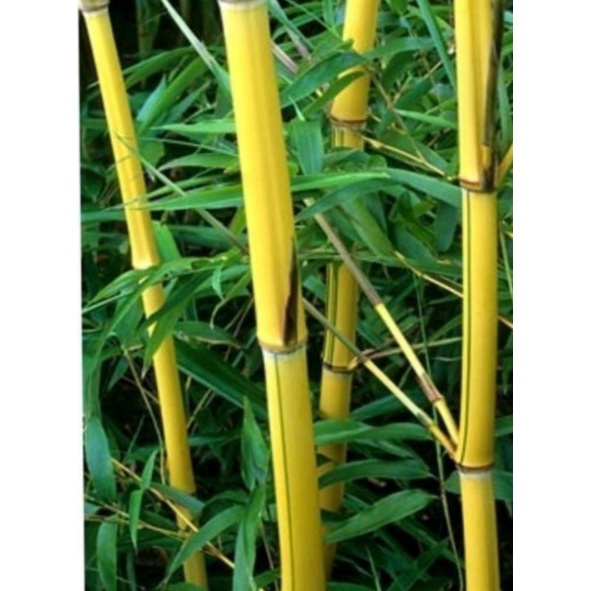 Jual STEK ranting bambu kuning siap tanam | Shopee Indonesia