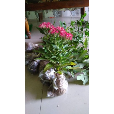 Jual Tanaman Bunga Pentas Berbunga Bagus Untuk Tanaman Hias Dan