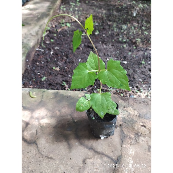 Jual Bibit Daun Sembung Rambat Siap Tanam | Shopee Indonesia