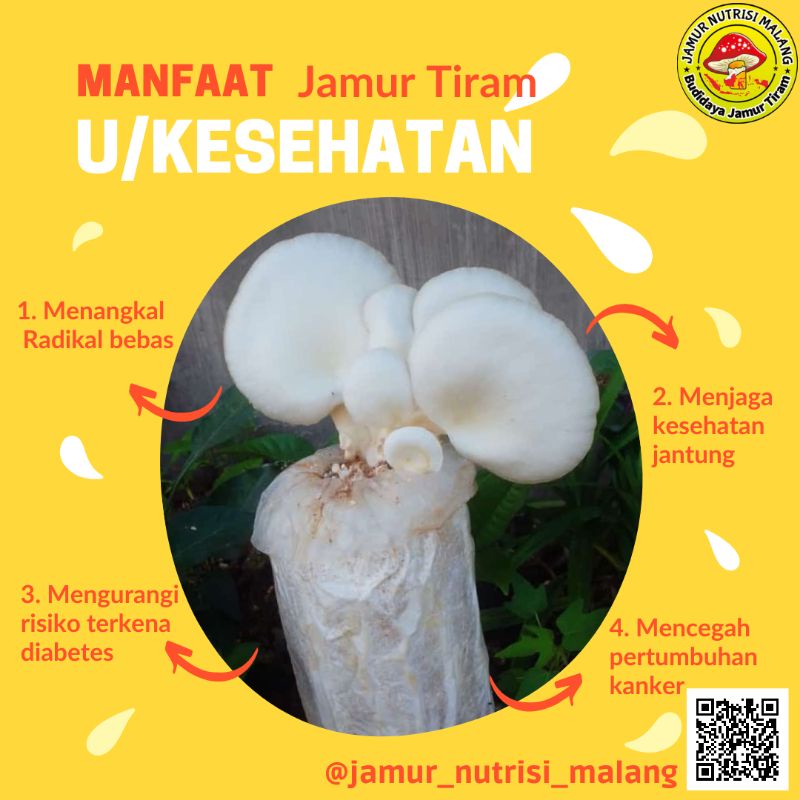 Jual Baglog Jamur Tiram Jumbo | Shopee Indonesia