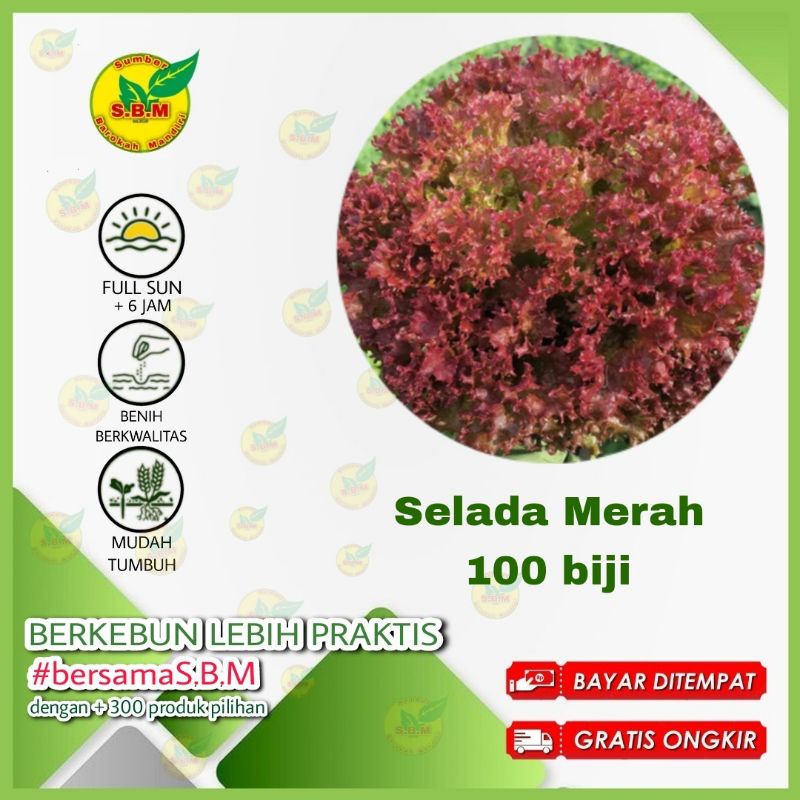 Jual 100 Benih Selada Keriting Merah Olga Red Lettuce - Bibit Tanaman ...