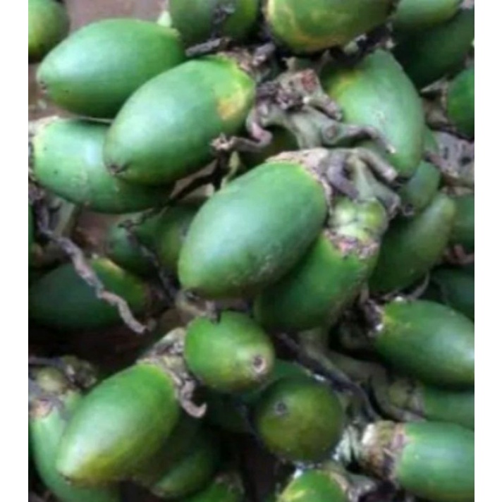 Jual Pinang Muda segar , Jambe Muda 500g | Shopee Indonesia
