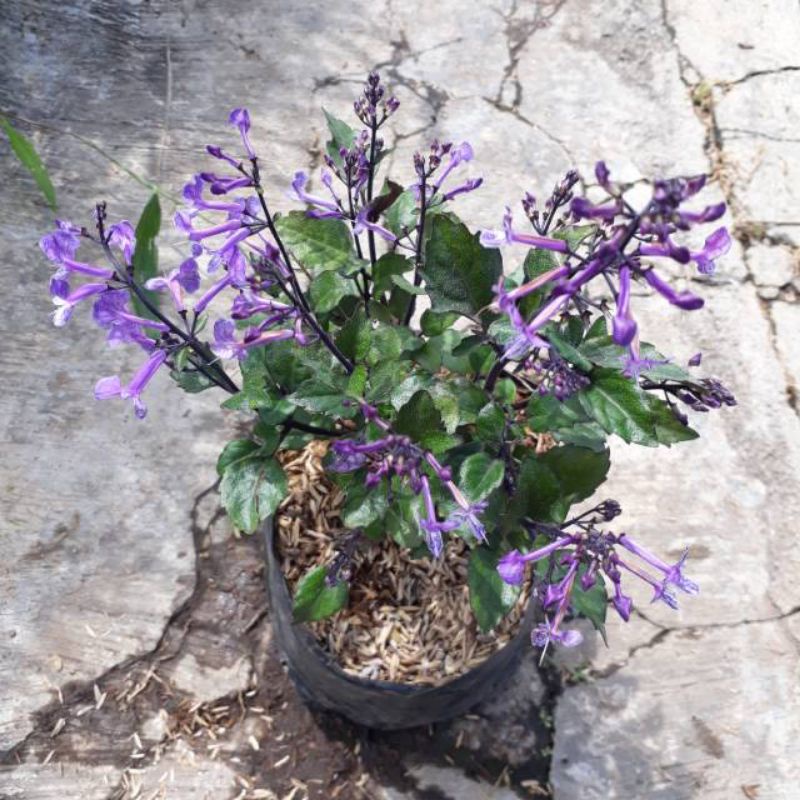 Jual Tanaman Hias Bunga Monica Lavender Berbunga - Bunga Mona Lavender ...