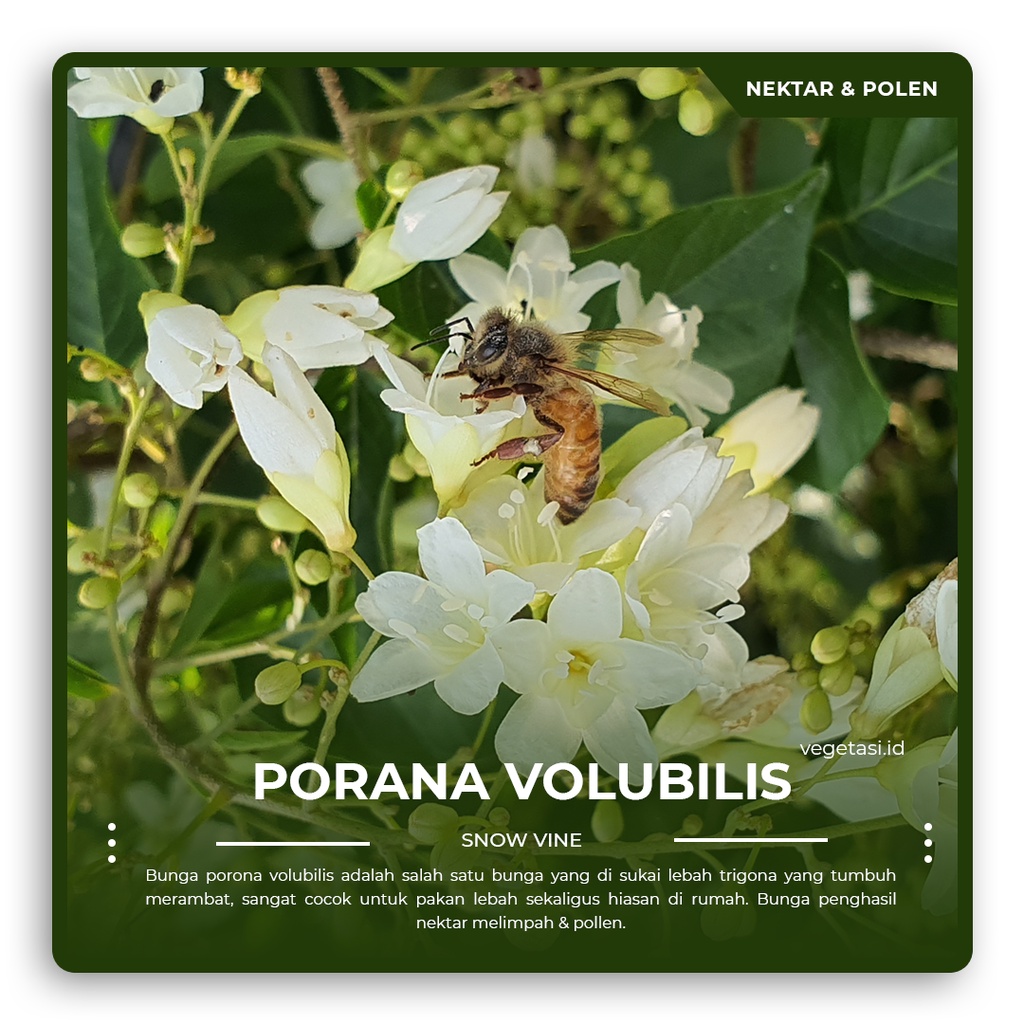 Jual Bibit Bunga Porana Volubilis / Snow Vine tanaman pakan lebah ...