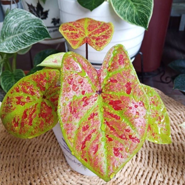 Jual Bunga caladium New Wave / Caladium New Wave / tanaman hias hidup ...