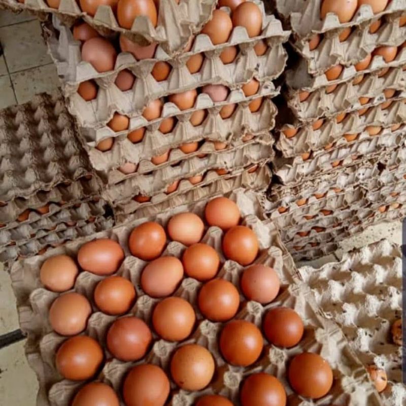 Jual Telur Ayam Ras Negeri | Shopee Indonesia