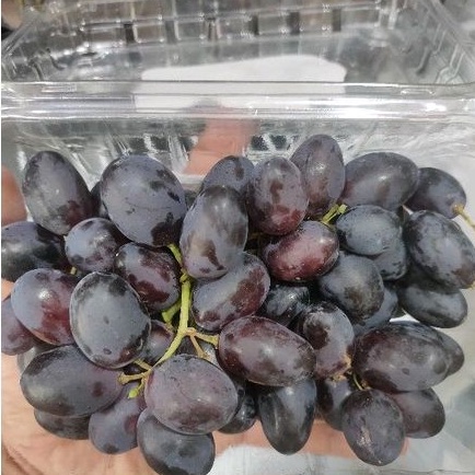 Jual Anggur Seedless Manis Gak Ada Biji Seedless Grape 1 Box | Shopee ...